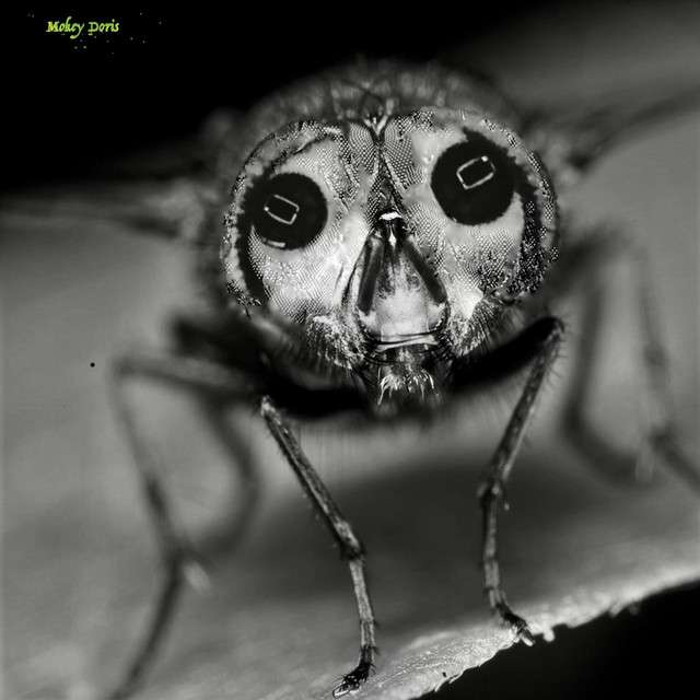 Mokey Doris presenta el sencillo «Dew Drop Hop» (EE.UU.) – R+